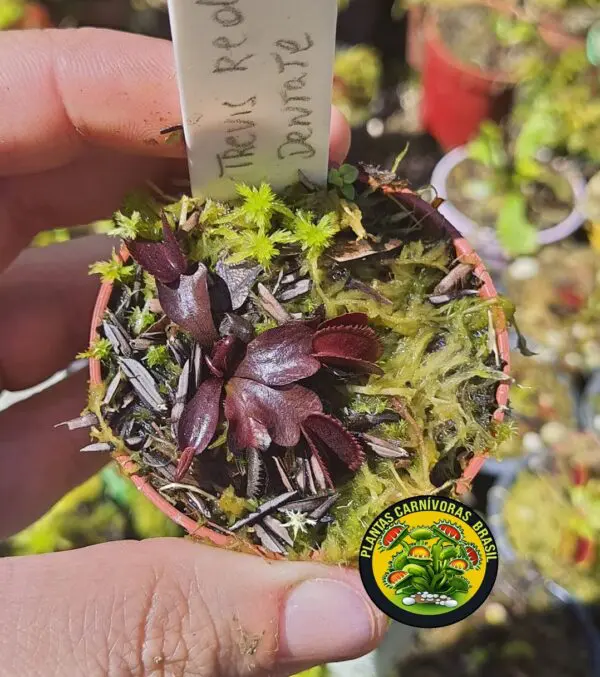 Trev's Red Dentate | Plantas Carnívoras Brasil