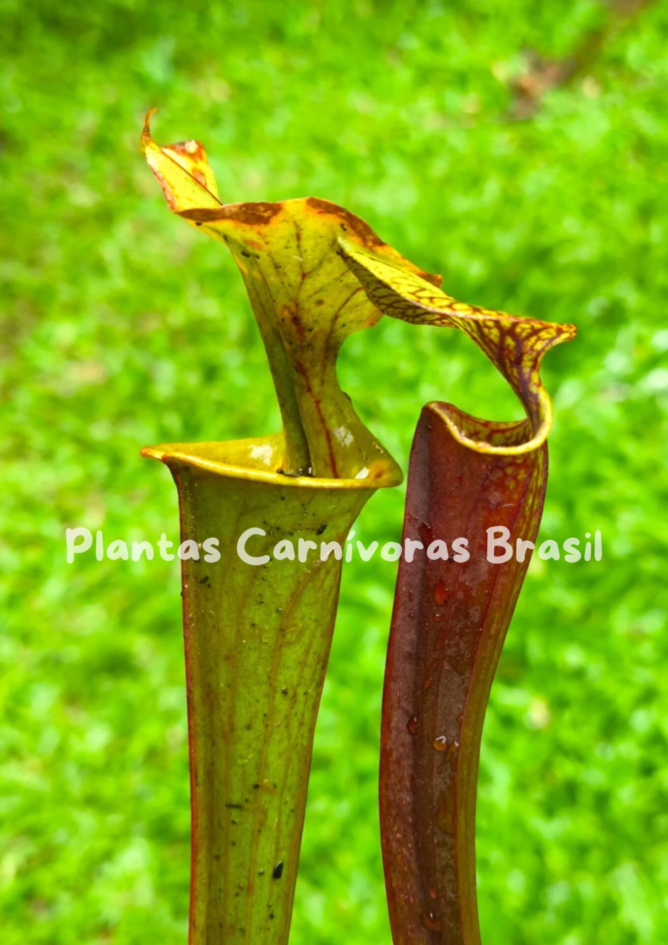 Flava Red Tube | Plantas Carnívoras Brasil